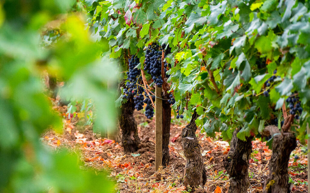 Bordeaux & Burgundy: A Beginner's Guide to French Wine - Welcome.fr